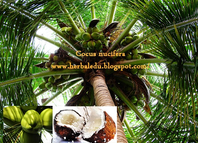 Cocus nucifera - Coconut- පා‍ෙල් - Herbal Plants of Asia