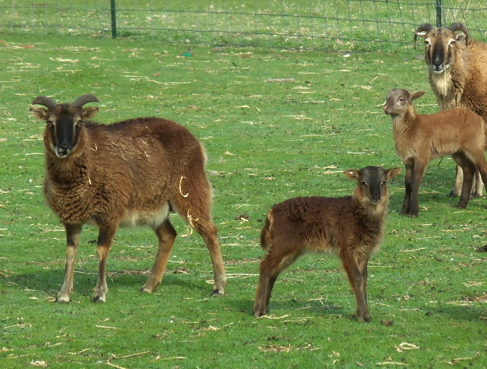 Mayfield Magic Studio and Farm: Lambies 2012