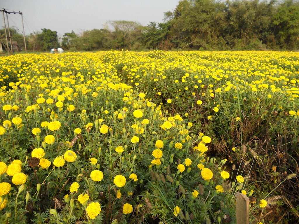 My Clicks: Marigold (Genda) Flower