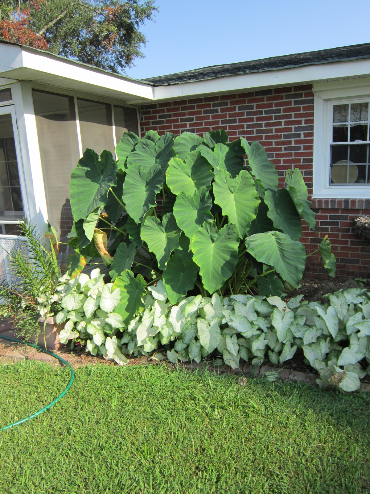 Marlborobulb: Caladiums caladiums and more caladiums!