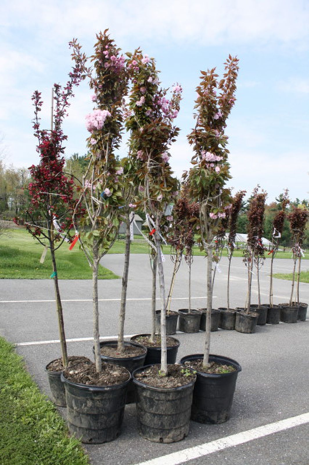 Worcester Tree Initiative (Tree Warden)