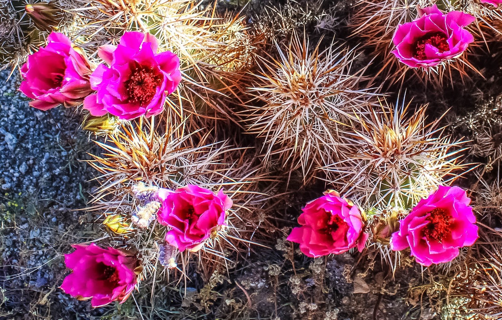 Cannundrums: Hedgehog Cactus - 2017