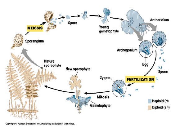 TUMBUHAN PAKU-PAKUAN (PTERIDOPHYTA) ~ MATERI DAN SOAL IPA UNTUK SMA