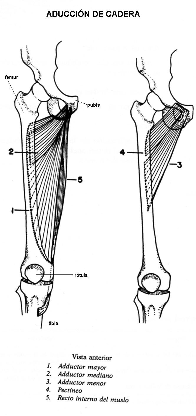 A MOVERSE !!: ADUCCIÓN DE CADERA