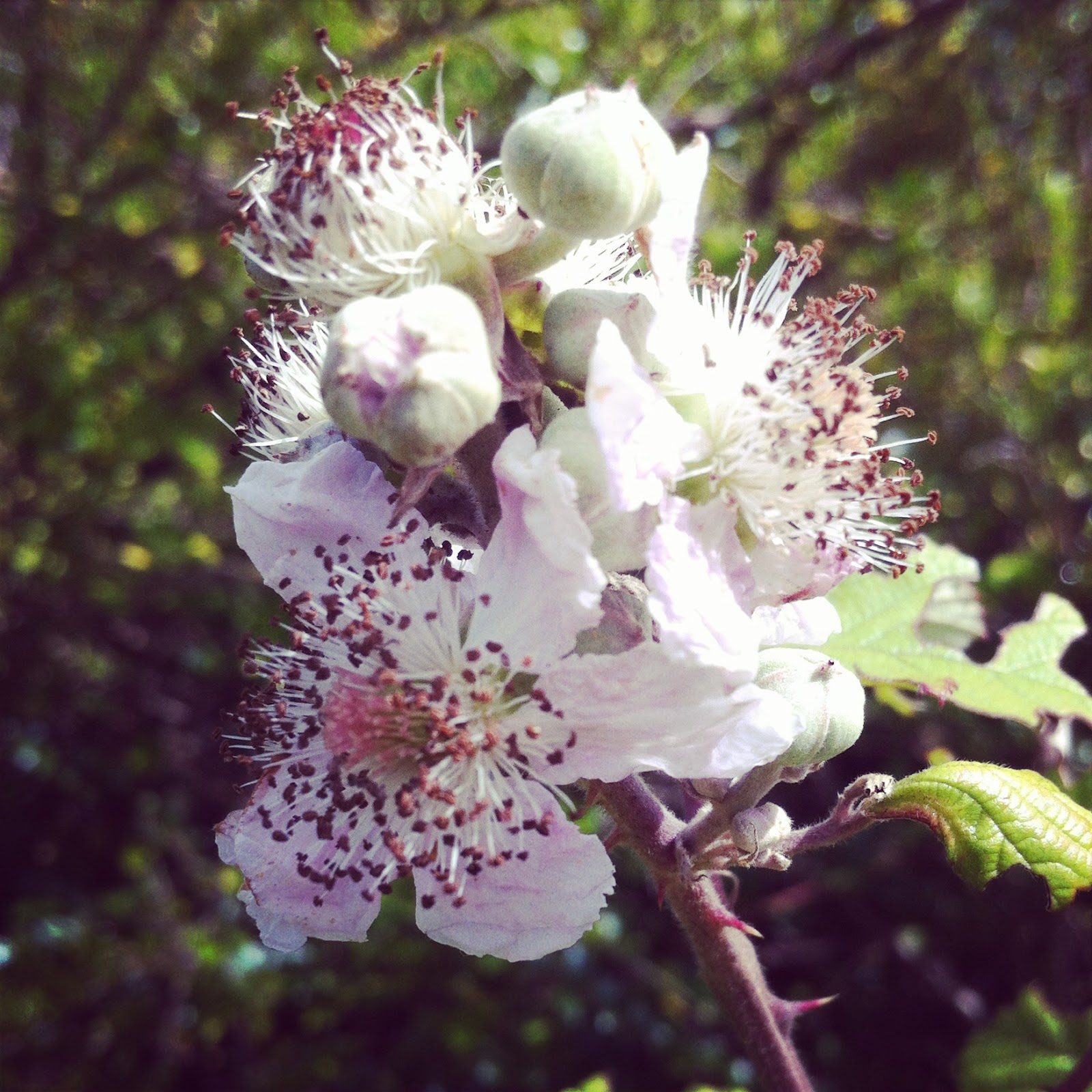 Fleurs de ronces #FlowerPower2015
