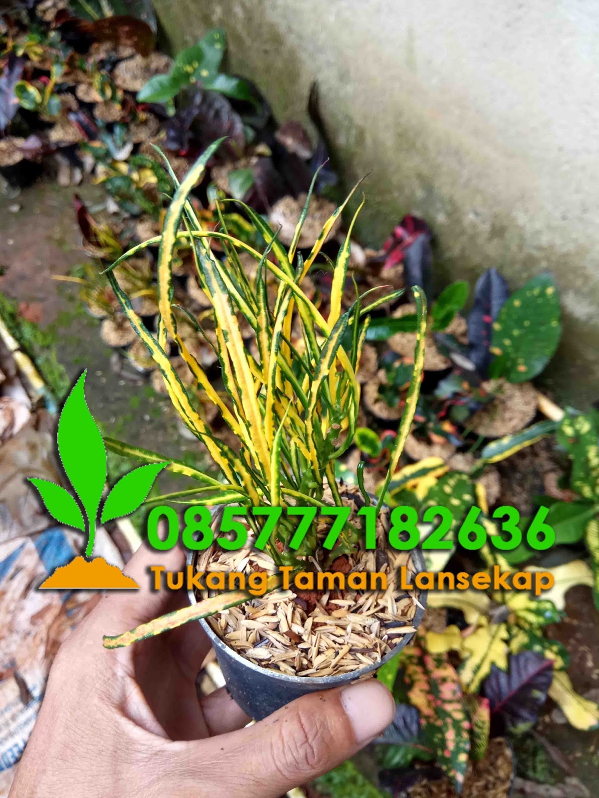 JUAL TANAMAN PURING | MACAM-MACAM POHON PURING | JENIS TANAMAN PURING ...