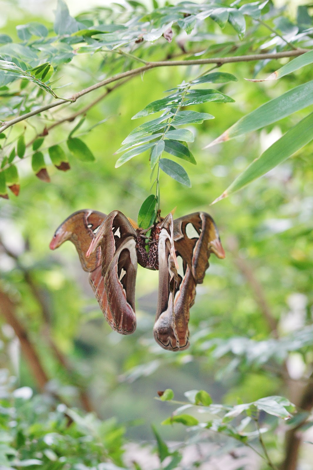 AMSTERDAMSE WATERLEIDINGDUINEN AWD: Tropische Vlinders
