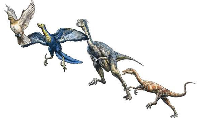 PALAEOBLOG: Which Dinosaurs Had Feathers?