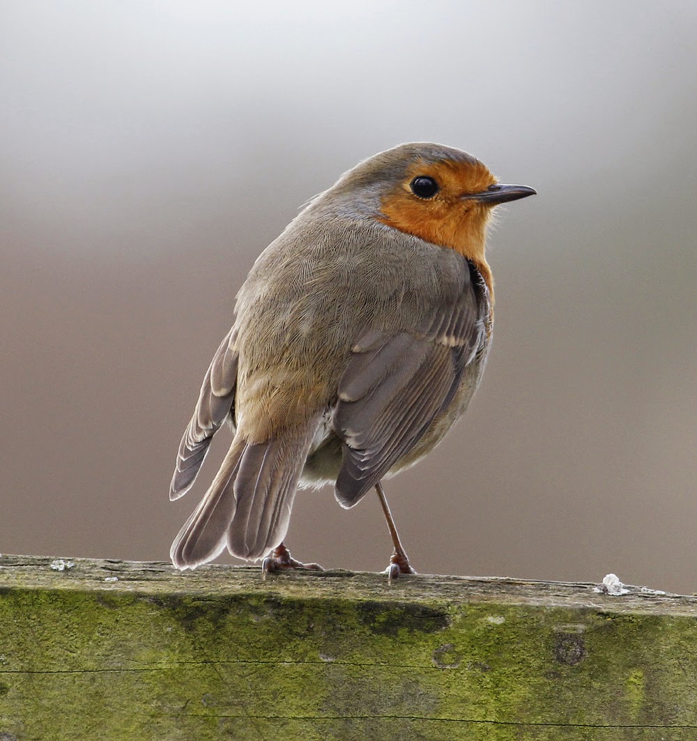 Another Bird Blog: Do or Die Birding