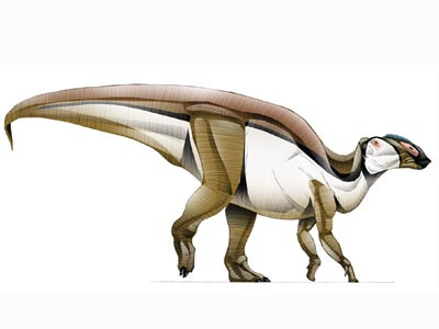 Gryposaurus Notabilis
