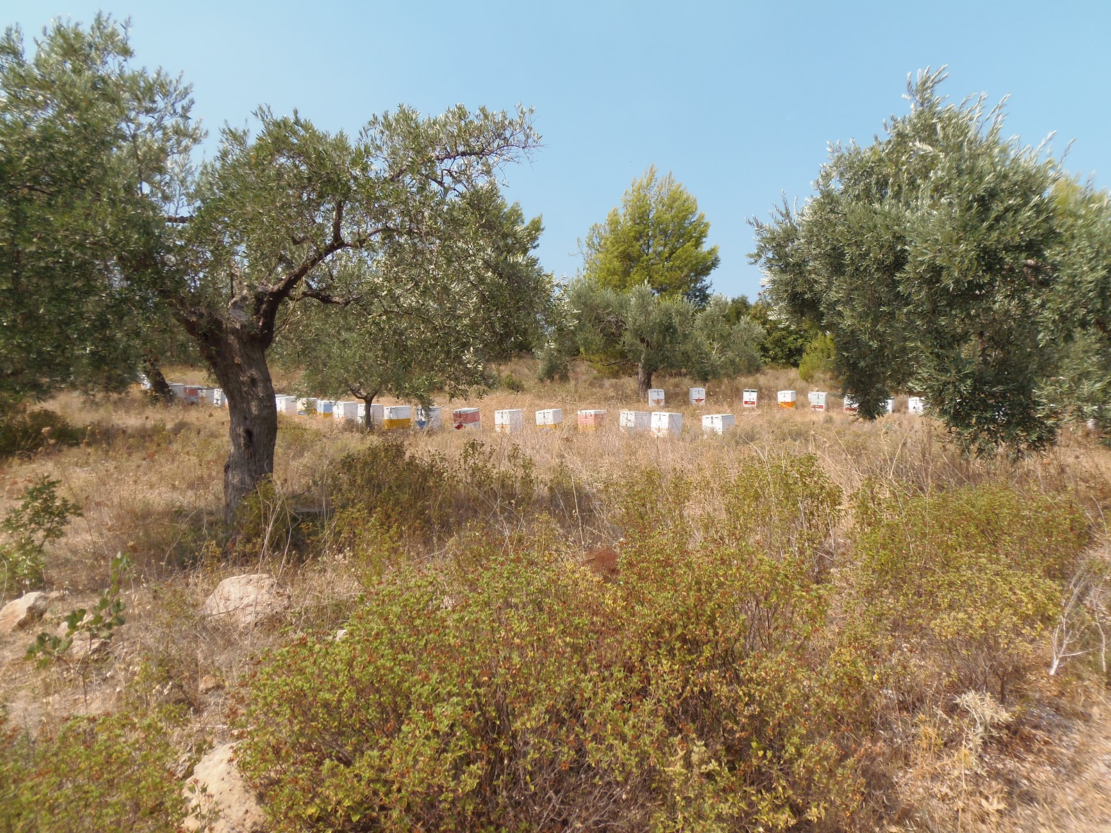 MESOLOGGI BEE: ΜΕΤΑΦΟΡΑ ΣΤΑ ΠΕΥΚΑ