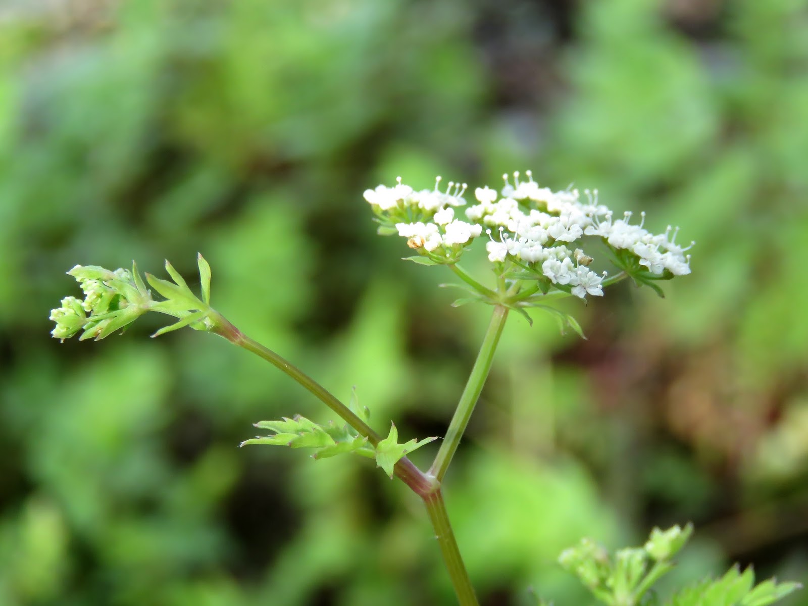 Dungeness Bird Observatory : 13th July