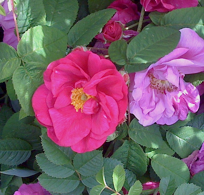 Roses for English Gardens: Rosa gallica "Officinalis" - the Apothecary Rose