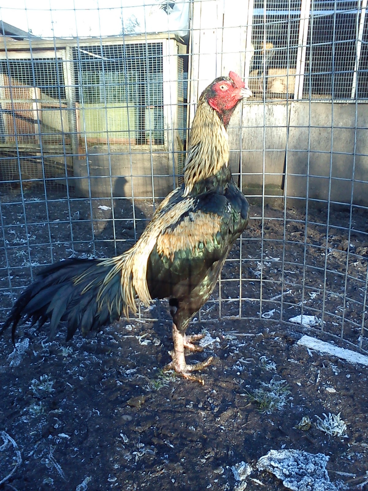 ASEEL FIGHTER PHOTOS - ASEEL FIGHTER PHOTOS