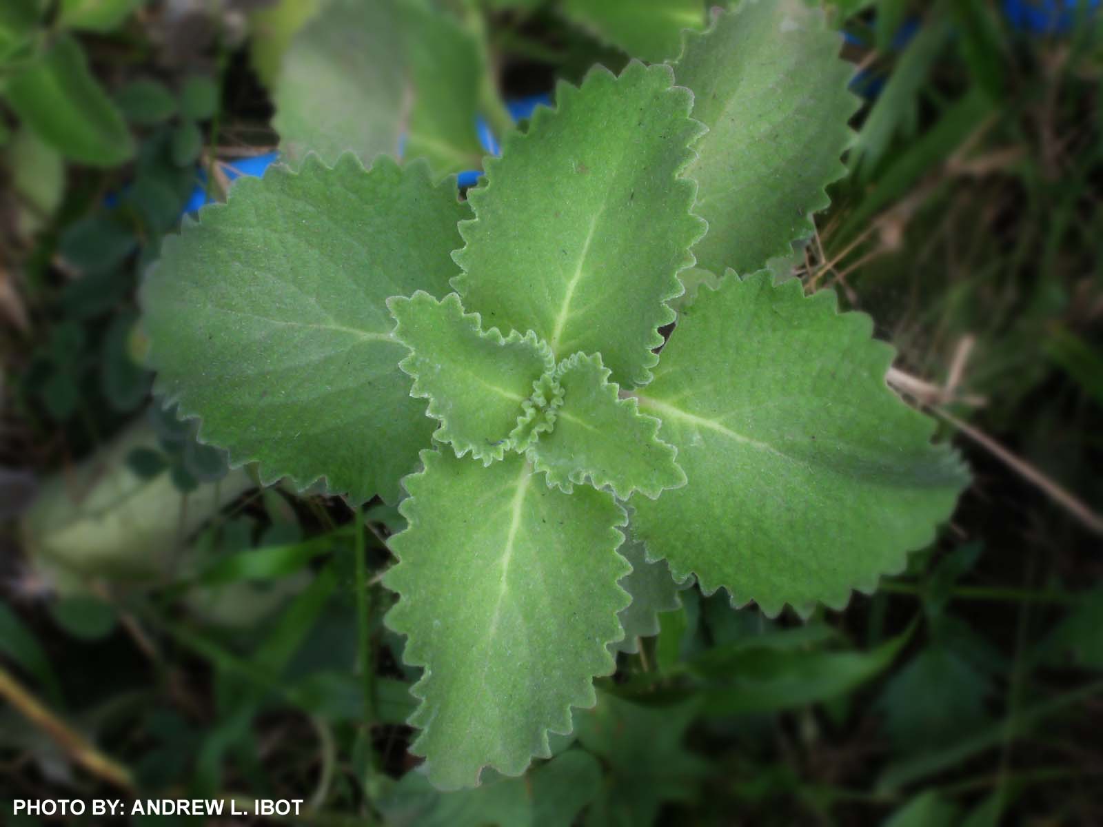 Ako si ANDREW IBOT!: Oregano - Halamang Gamot / Herbal Medicine