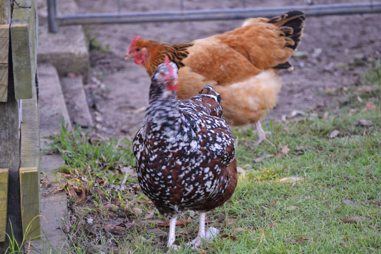 Highland Hen: My Girls 5 fat Hens