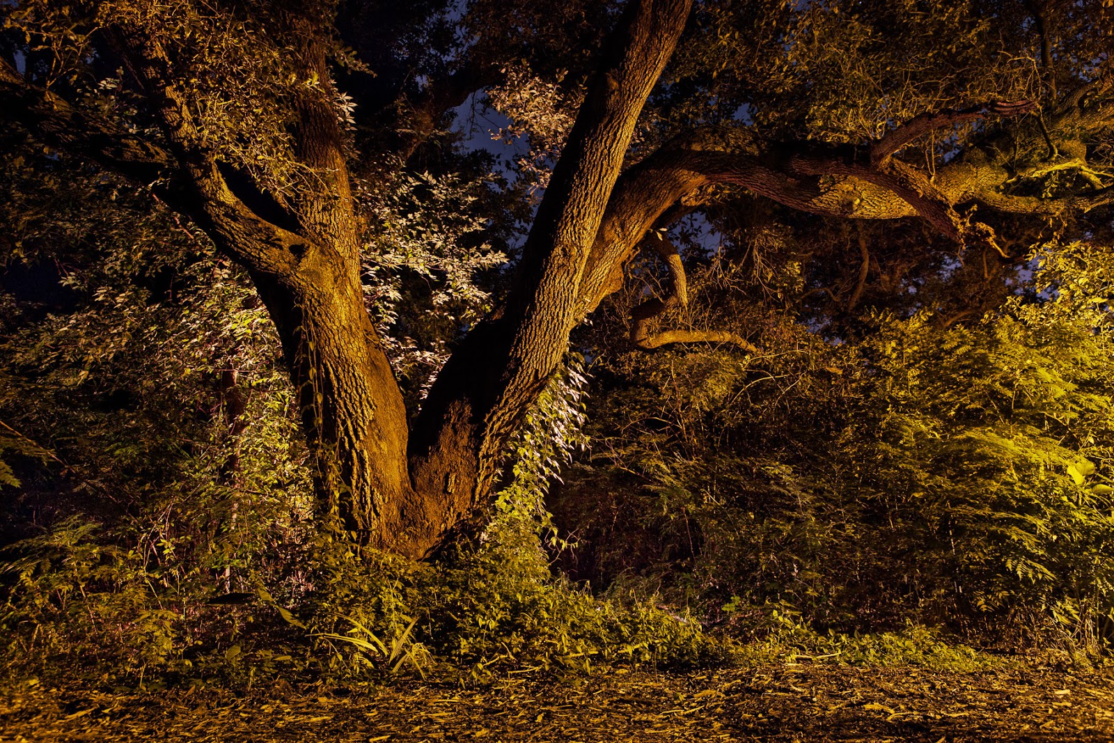 New Orleans Trees: Wisner - New Orleans Oak Trees at Night