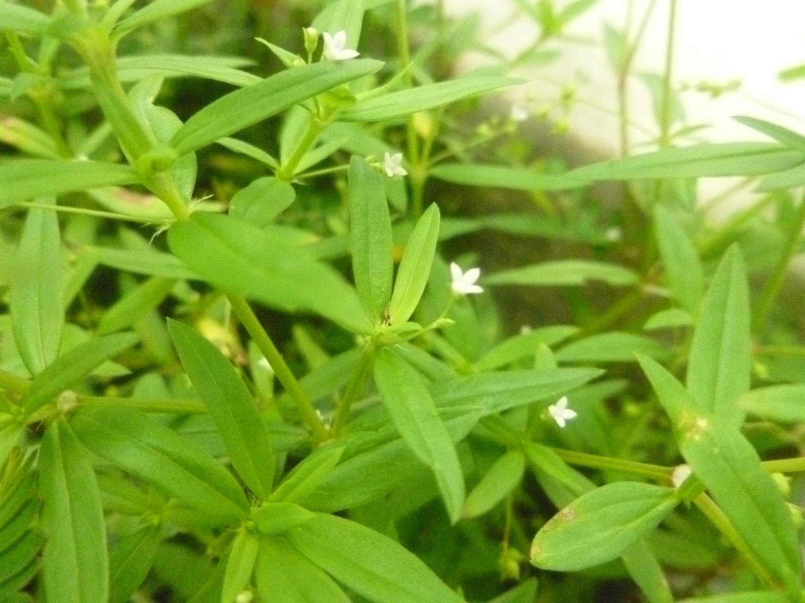 My Sweet Memory: BUNGA RUMPUT