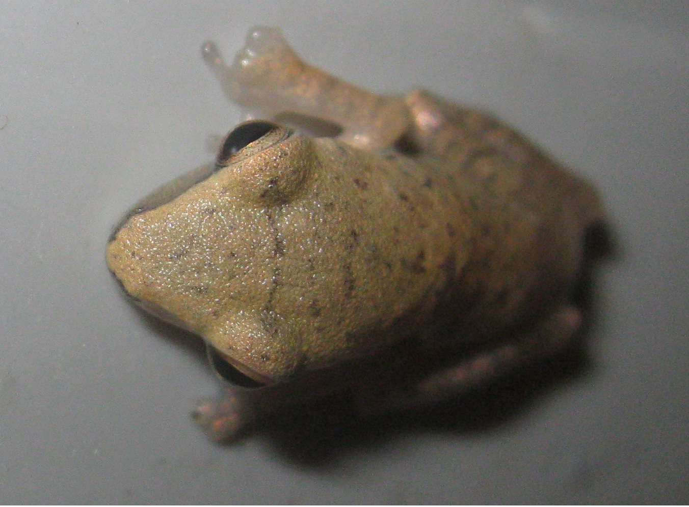 Kamus Bergambar - Haiwan