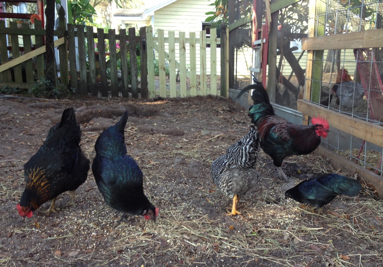 urban stitch studio: Goat Drama, Resilient Chicken, and a Felted Heart ...