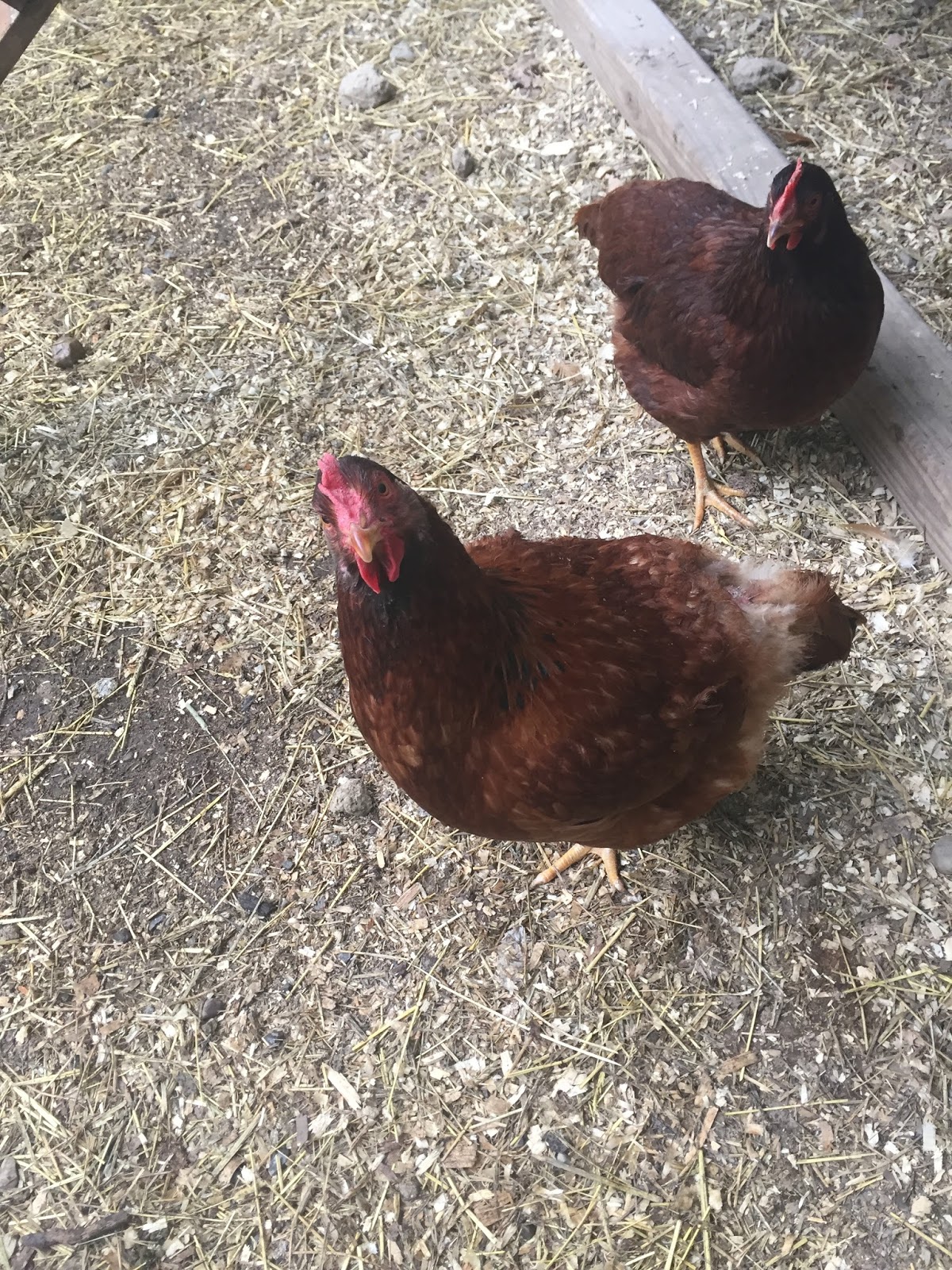 The Chicken Scratch Blog: Cleopatra