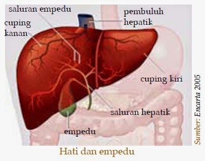 Sistem Ekskresi, Paru-Paru, hati, dan Kulit - Biologi Edukasi: Belajar ...