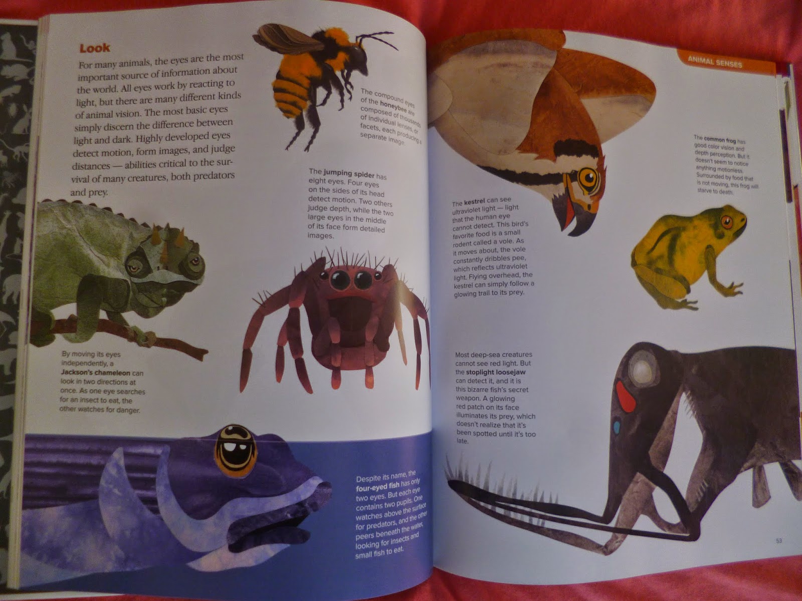 On the stripey couch on a Saturday morning: The Animal Book by Steve ...