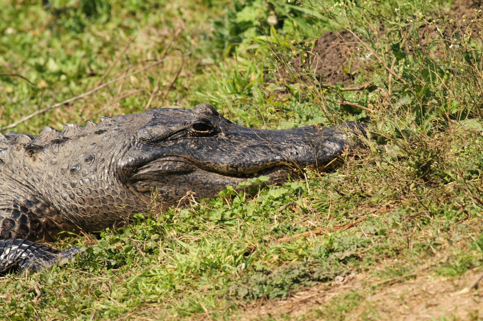 WYKE BIRDING: TEXAS - Gators!