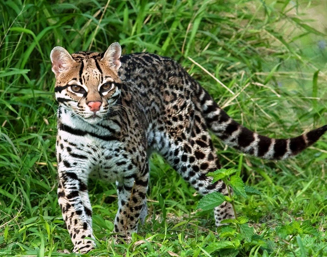 Ocelot Reproduction - ANIMAL LOVERS