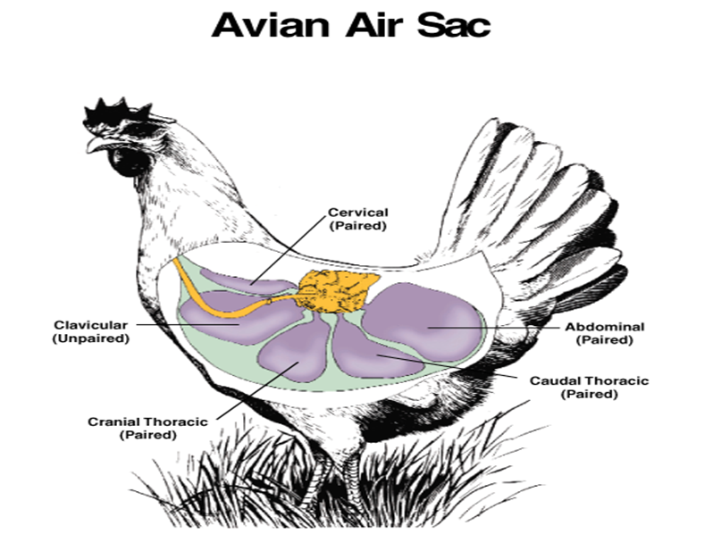 Avian Air Sac - Kesehatan unggas