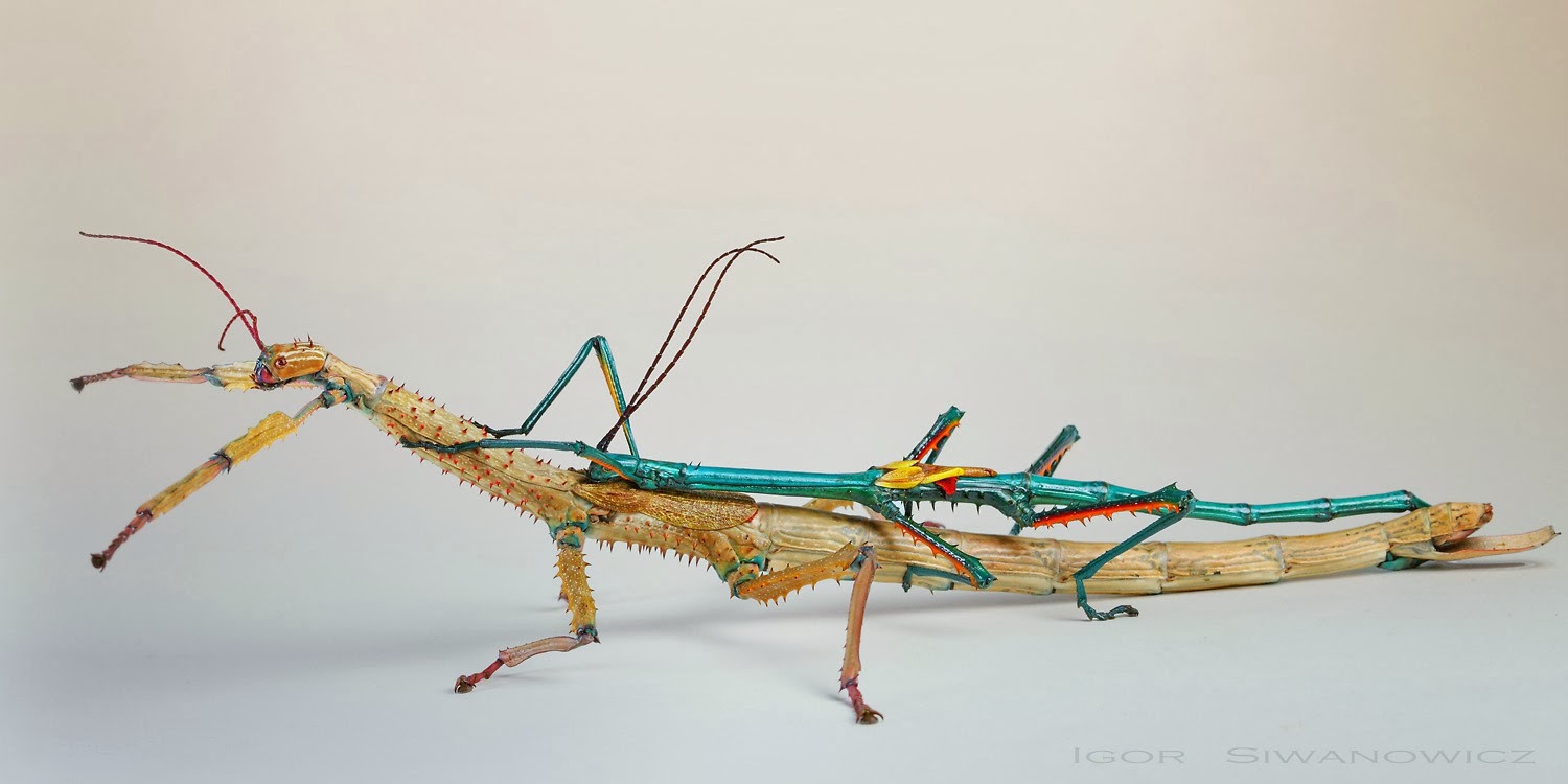 Biologia-Vida: Bicho-pau-azul / Blue walking stick insect (Achrioptera ...