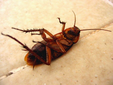 The Danger of Stepping on Cockroaches | Mommiest