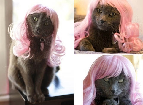 Gato con peluca - Imagenes de Animales Graciosos, Videos y Fotos de ...