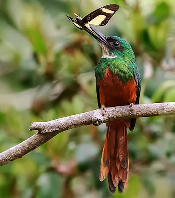 Birds of the World: Rufous-tailed jacamar