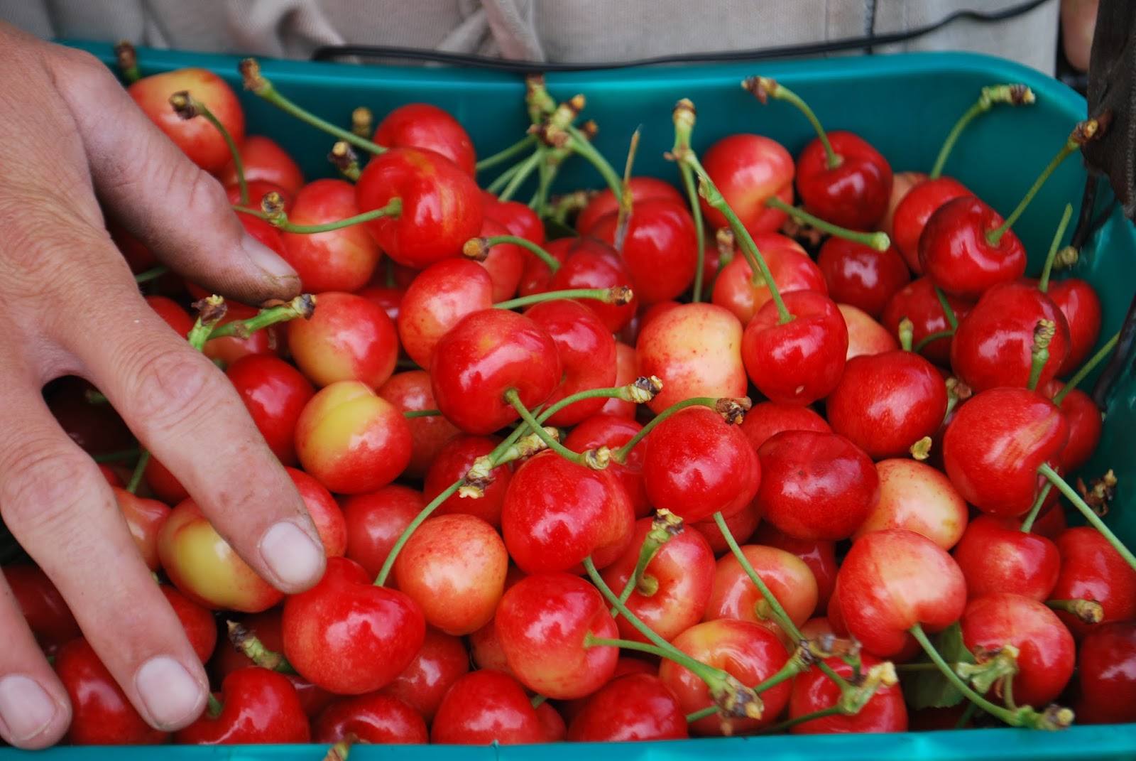 Out and About Cherry Dale: Cherry Harvest Tenterfield NSW Australia ...