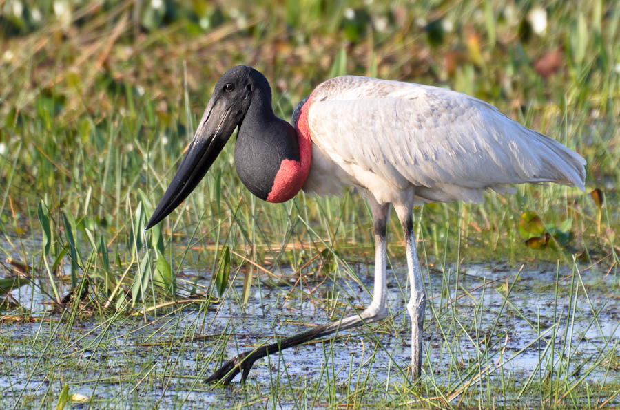 Real Monstrosities: Jabiru