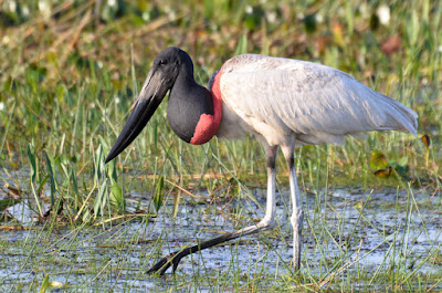 Real Monstrosities: Jabiru