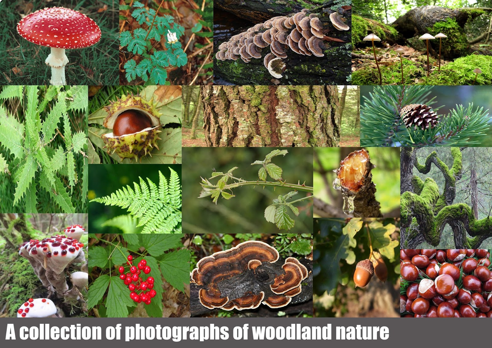 Harriet Wilson's Studio work : Image research for the mini brief