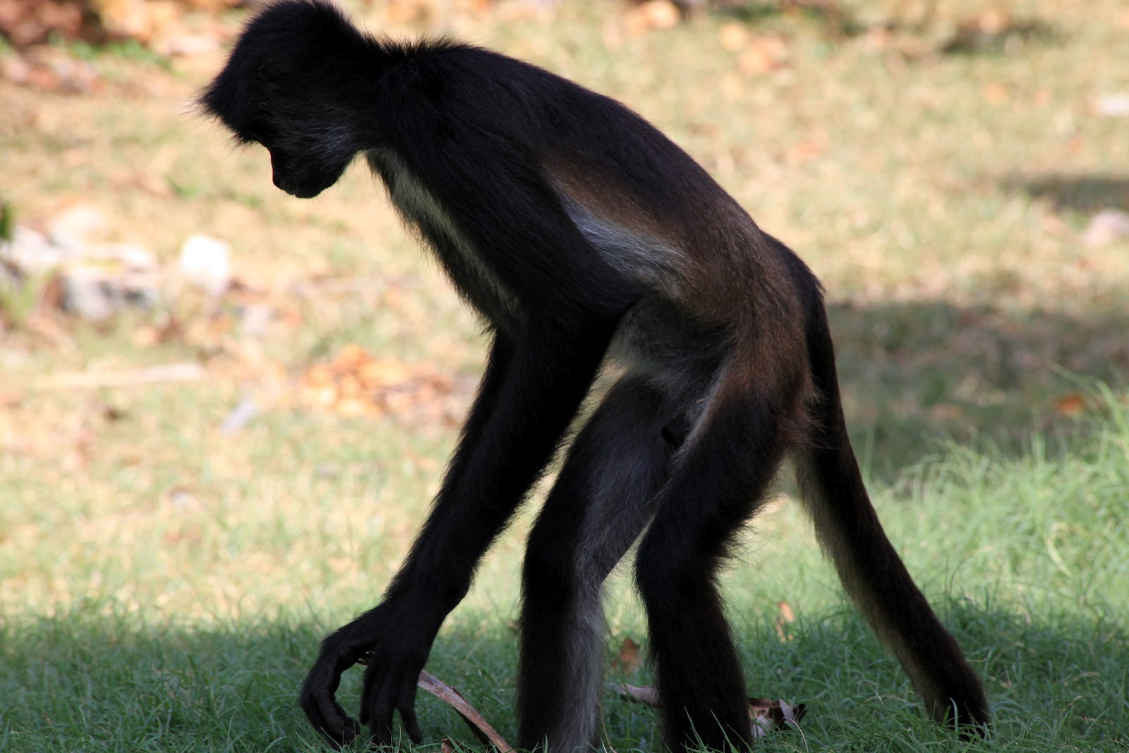 curving back: unfolding gangly