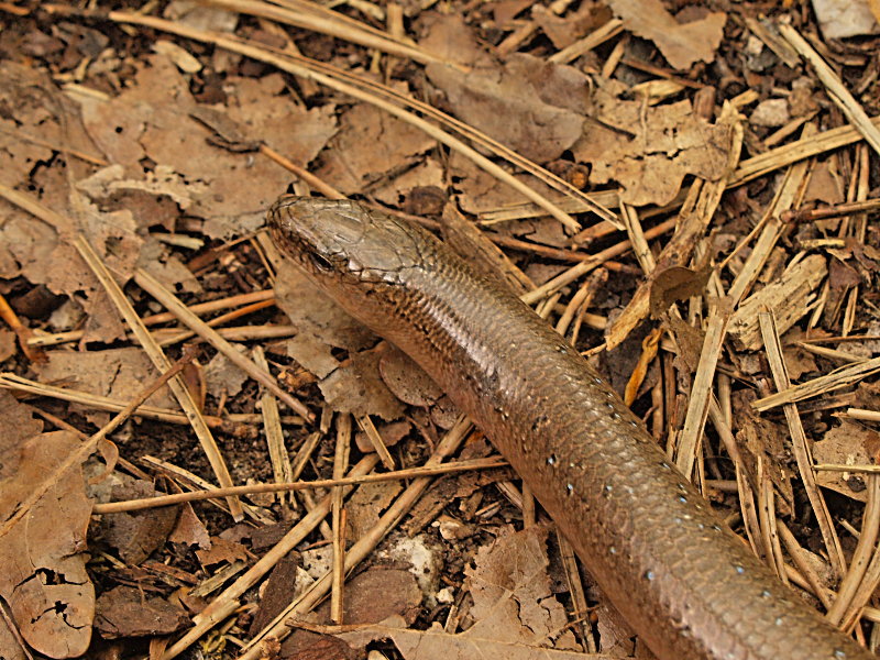 Species of UK: Week 12: Slow Worm (Anguis fragilis)