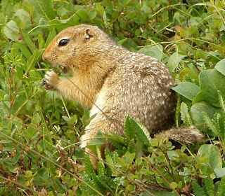 SAINS SEKOLAH RENDAH: Sains Tahun 4: Haiwan melindungi diri daripada ...