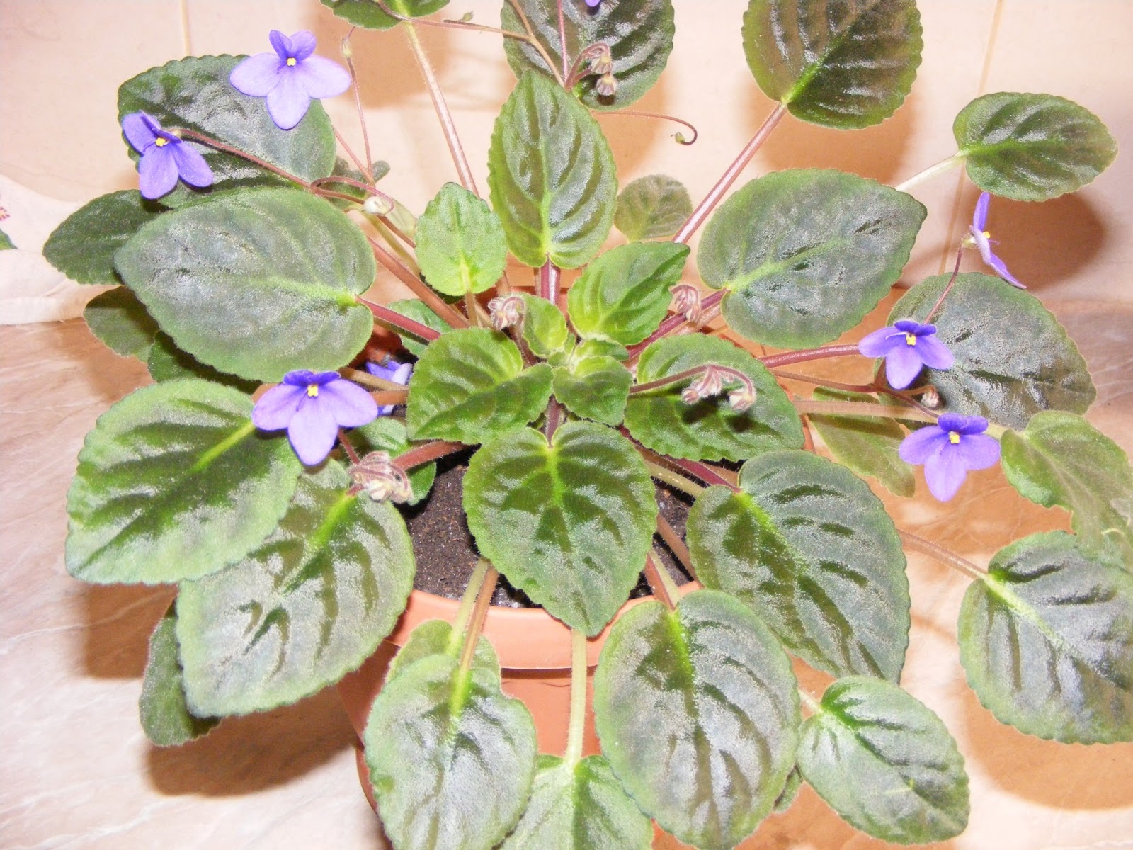 Violete de parma | Preparatedevis.ro