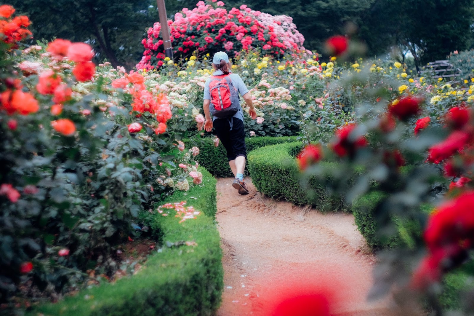 Bucheon Dodang Mountain One Million Rose Garden - 부천 도당산 백만송이 장미원 ...