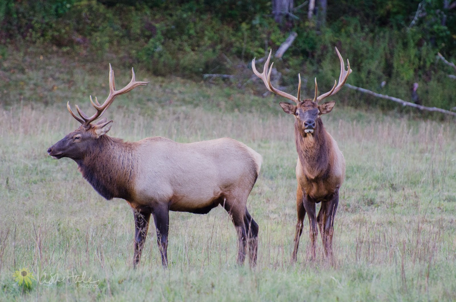 Lisa Hale Photos: The Elk of Cataloochee