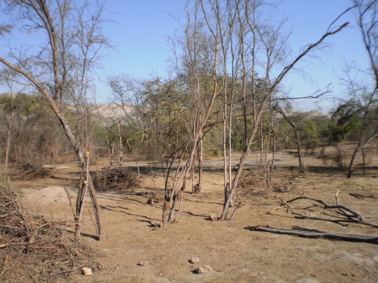 Periodismo de Investigación: EN BUSCA DE LA RECUPERACIÓN DEL UNICO ...