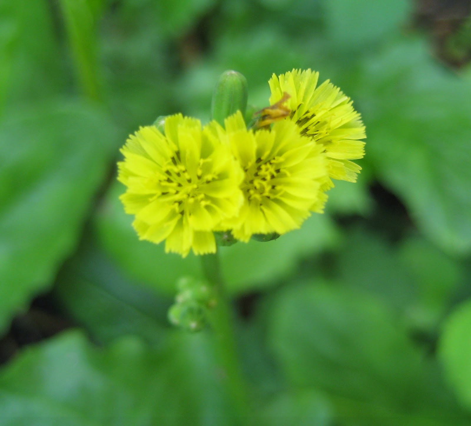 Discovering His Creation: Japanese Hawkweed (Youngia japonica)