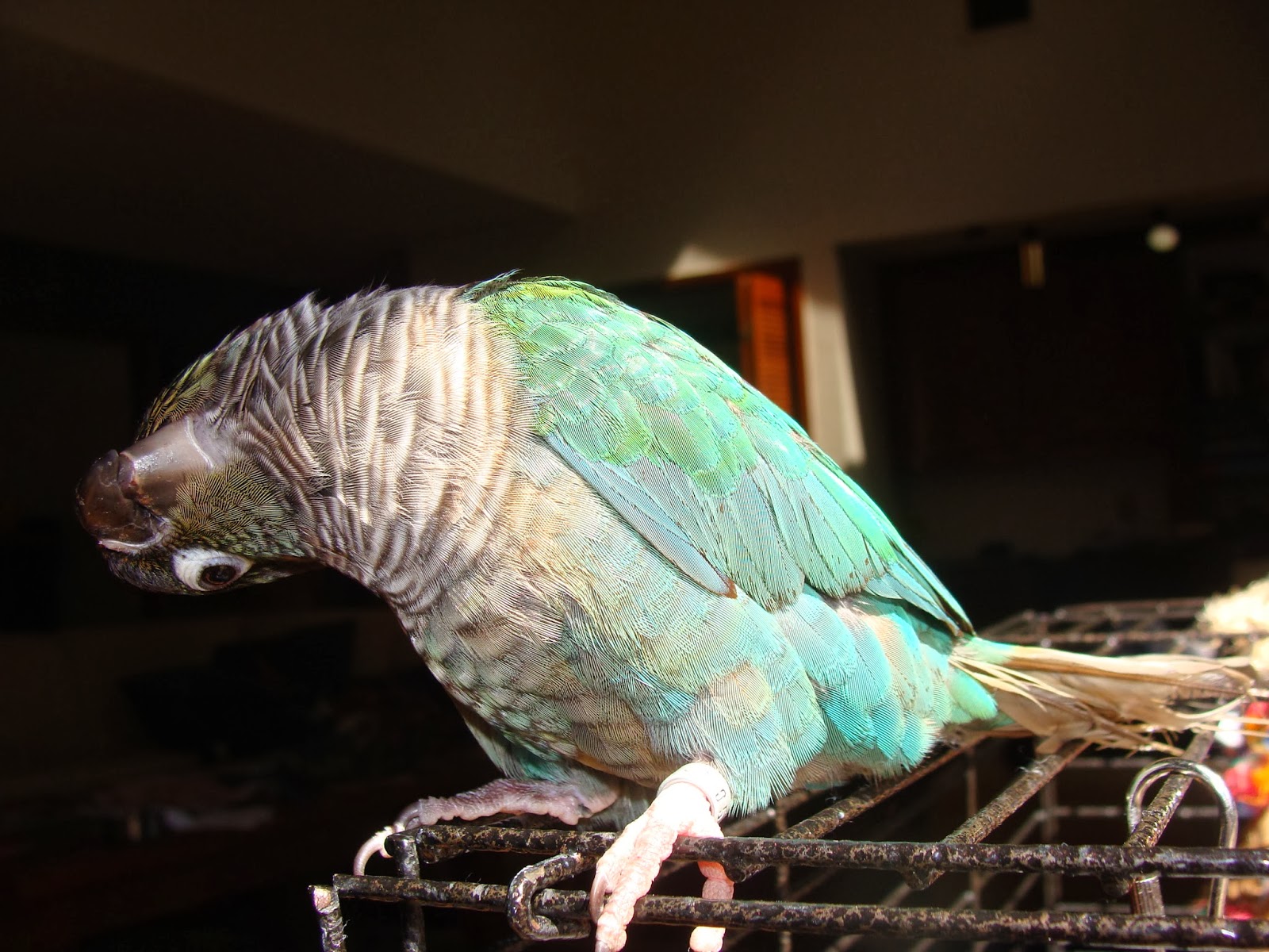 The Turquoise Bird : What the Turquoise Bird Taught Me