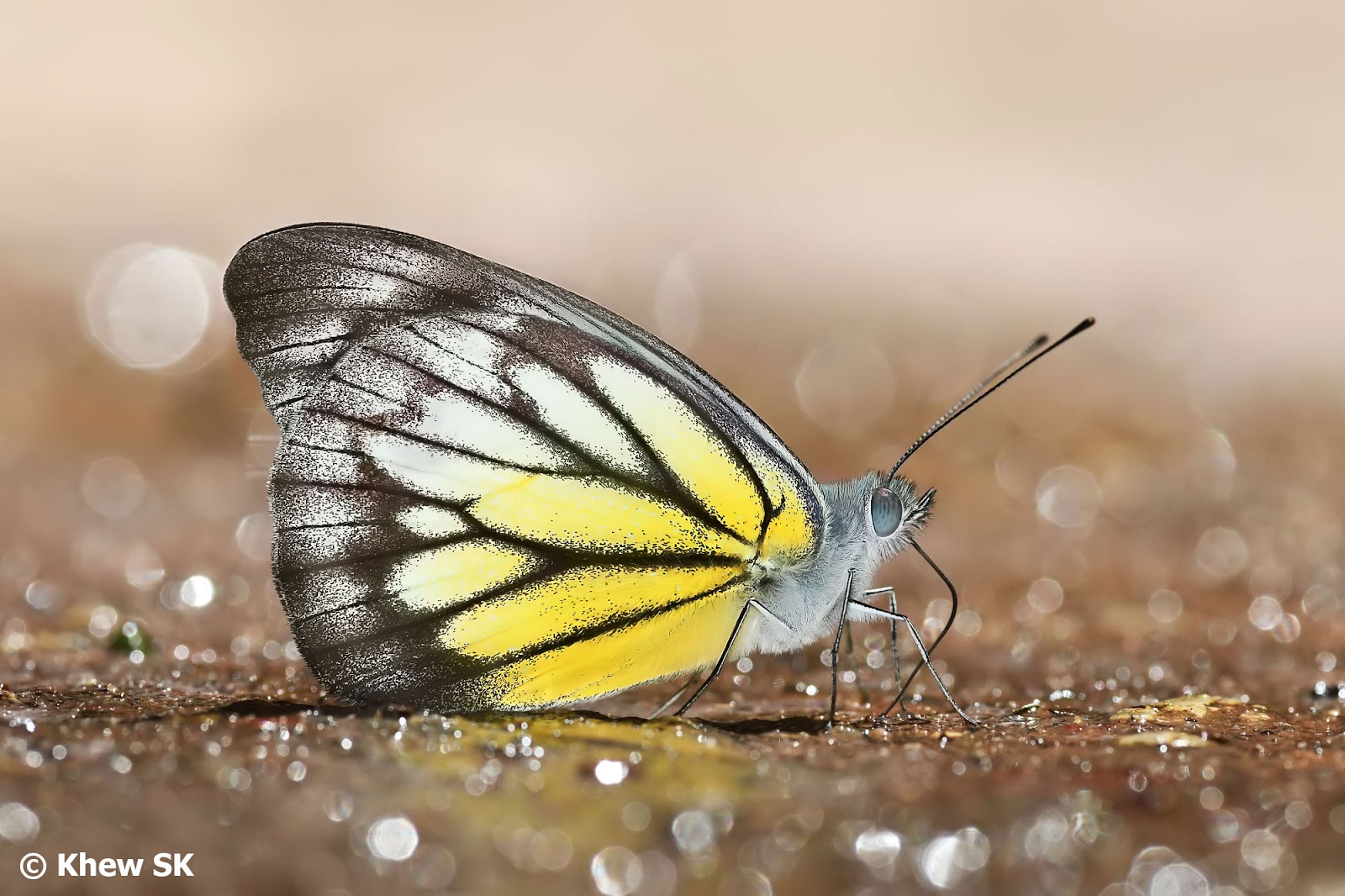 Butterflies of Singapore: Feb 29, 2020