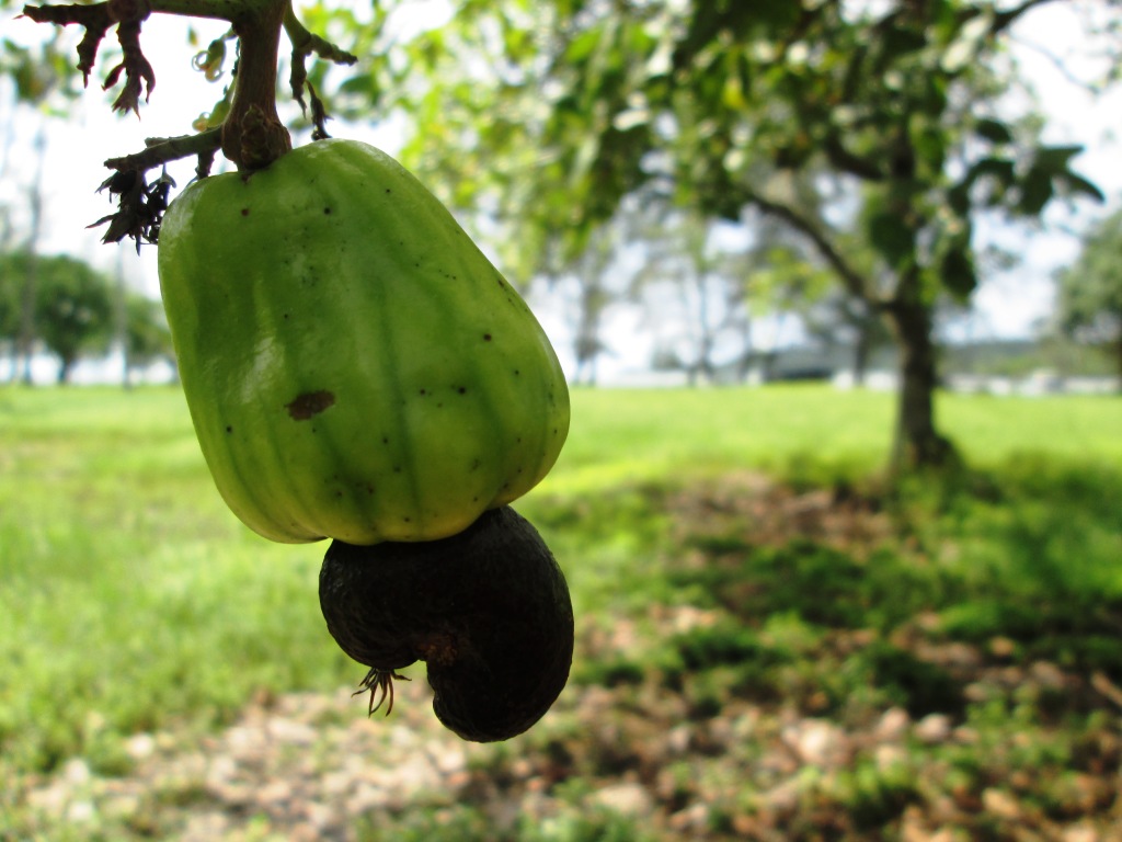 ExoraMerah: TREASURE HUNTING - MARI MENCARI BUAH GAJUS DAN MEMETIK ...