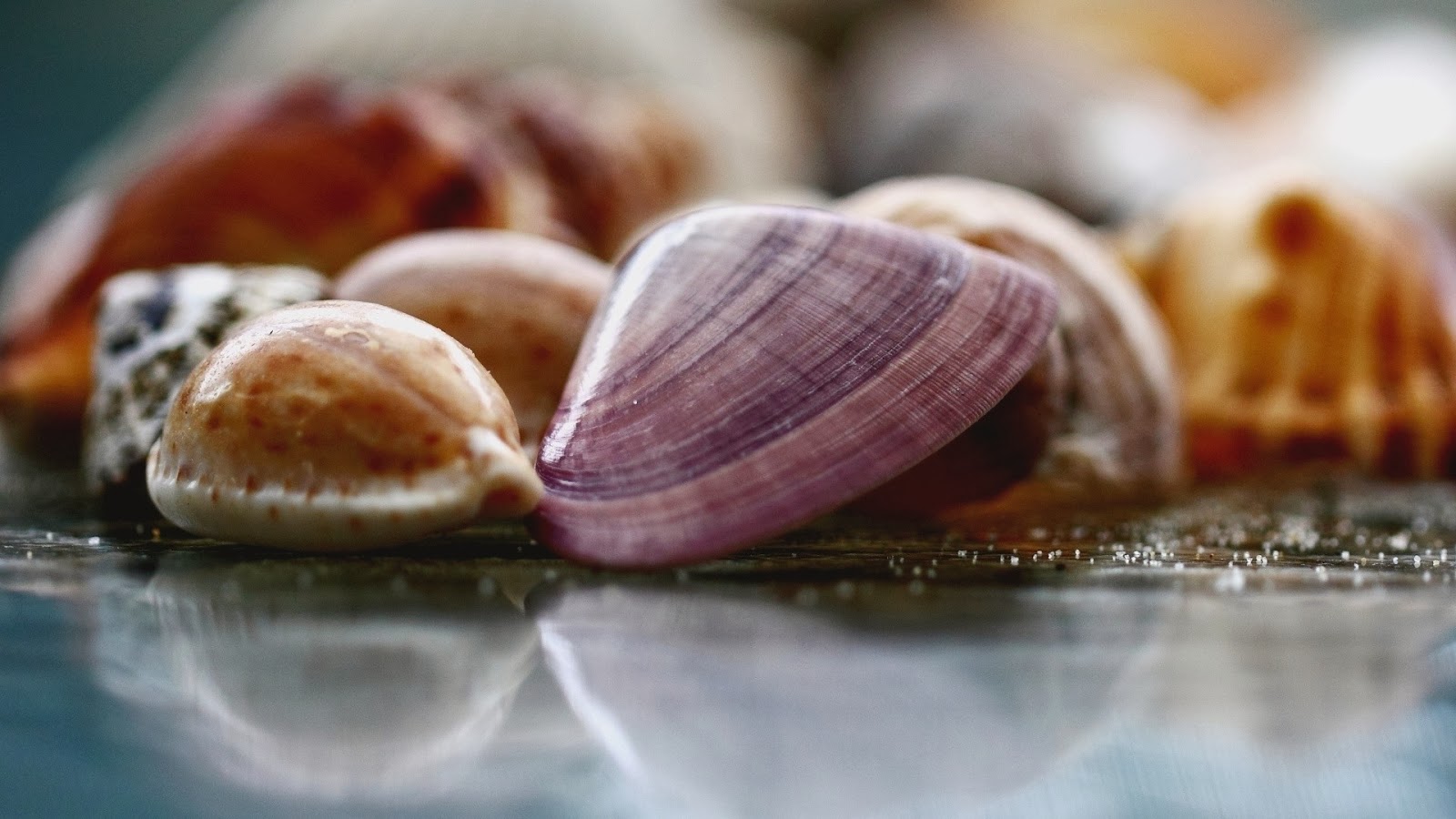 High Definition Beach Shells WallPapers - Wallpapers Free